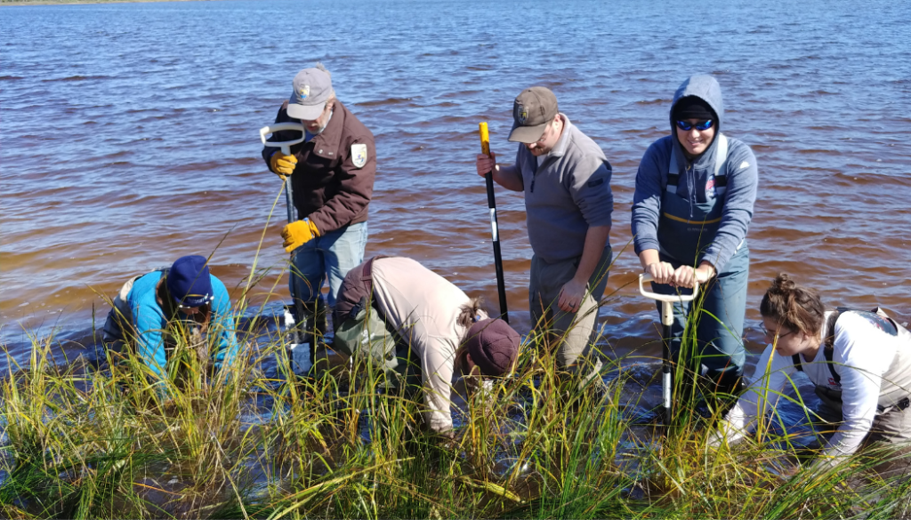 Living Shorelines – Coastal and Marine Extension Program
