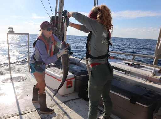 MFE Shark Monitoring Program – Coastal and Marine Extension Program