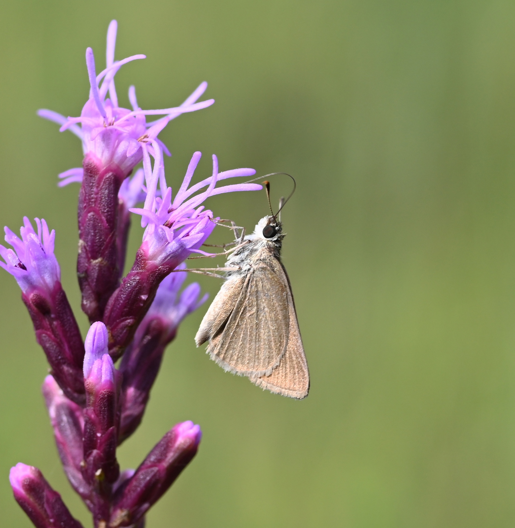 Gsr9djouvzFx-skipper-amber-king – Coastal and Marine Extension Program